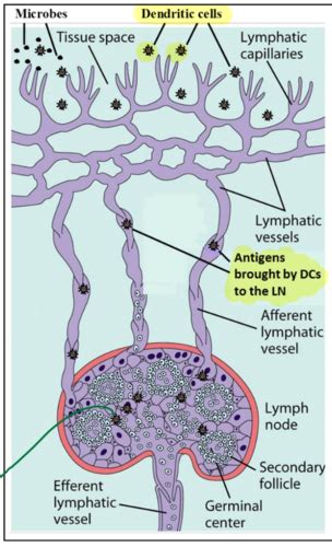 Lymphocyte Activation Homing Trafficking Flashcards Quizlet