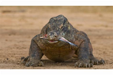 How Komodo Dragons Survive In One Of The Harshest Environments On Earth