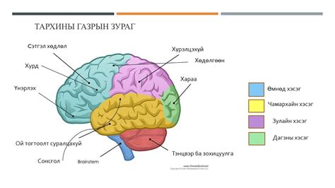 Төв мэдрэлийн тогтолцоо Youtube