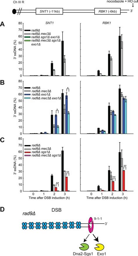 The 9 1 1 Complex Stimulates Both Exo1 And Dna2 Sgs1 Dependent