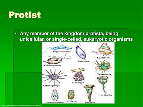 Protista Definition