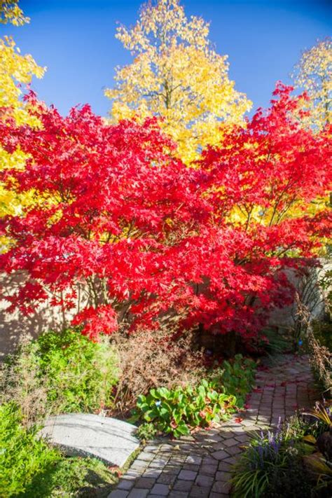 Herbstfarben Im Garten Gehölze Blütenstauden Und Gräser Gartench