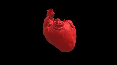 Healthy Adult Tissue Model Heart0247 Download Free 3d Model By Visibleheartlabs [055a754