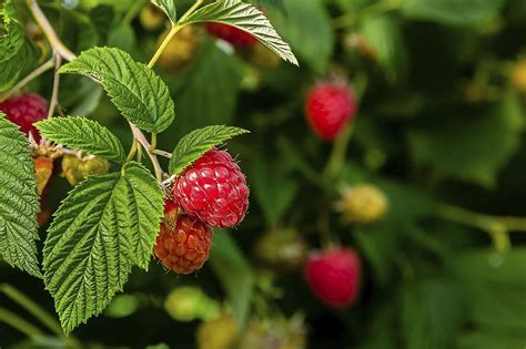 Nantahala Raspberry Plant Live Plant In A 2 Inch Pot Rubus Grow Your Own Fruits Garden