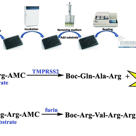 A Cell Based Enzyme Inhibition Assay Workflow B Enzymatic Download Scientific Diagram