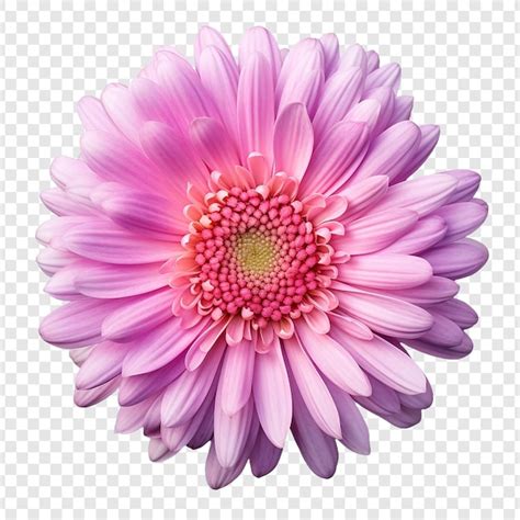 투명한 배경에 고립된 Aster Png 프리미엄 Psd 파일
