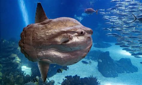 Mola Mola Ocean Sunfish Fish Facts Mola Mola A Z Animals