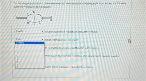Solved The Following Diagram Shows A Double Stranded DNA Chegg