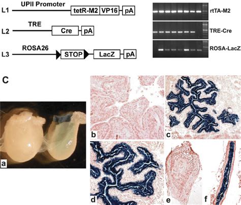 Generation And Characterization Of A Urothelium Specific And Inducible Download Scientific