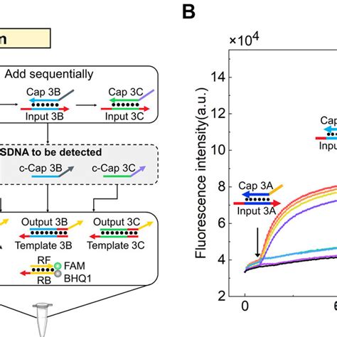 A Schematic Illustration Of The Advanced Function Of Cap Selective