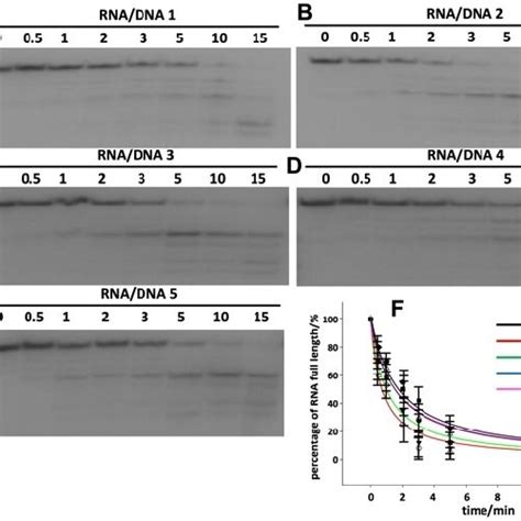 Rnase H Digestion Of Rna After Binding To Different Dnas The Download Scientific Diagram