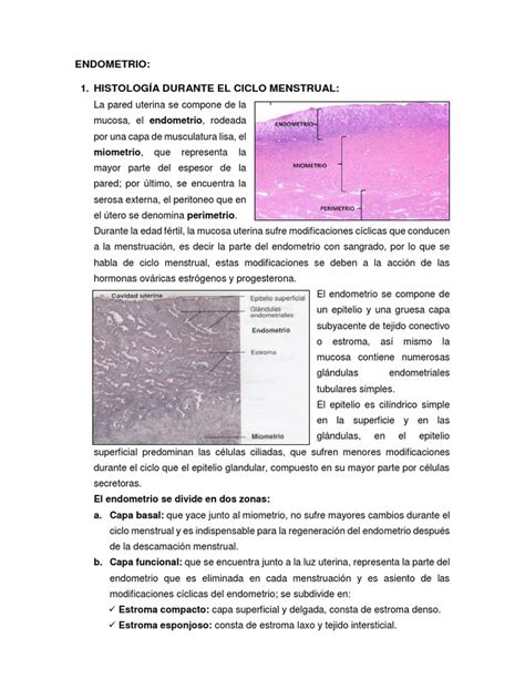 Histología Del Endometrio Y Ciclo Menstrual Pdf Menstruación Epitelio