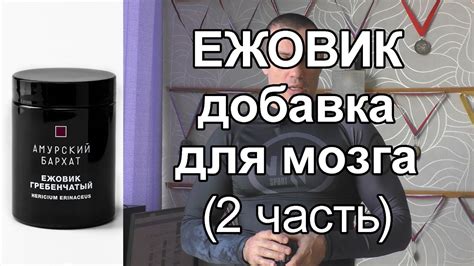 ЕЖОВИК: добавка для мозга (2 часть) - YouTube