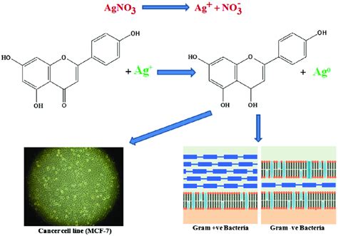 Schematic Diagram Of Synthesized Agnps Download Scientific Diagram