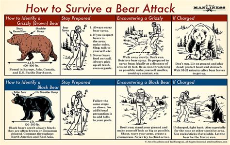 Do Bears Have Arms