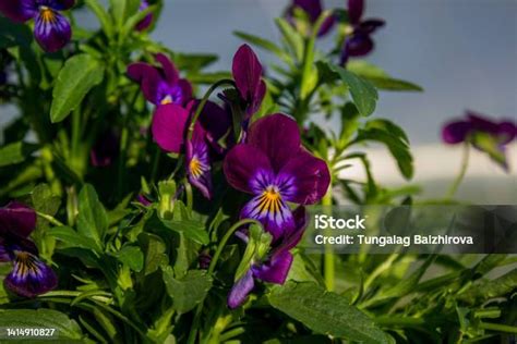 Viola Tricolor Bunga Liar Juga Dikenal Sebagai Pansy Liar Heartease