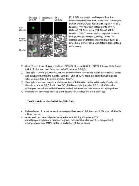 Bimolecular Fluorescence Complementation Assay Pdf Biochemistry Chemistry
