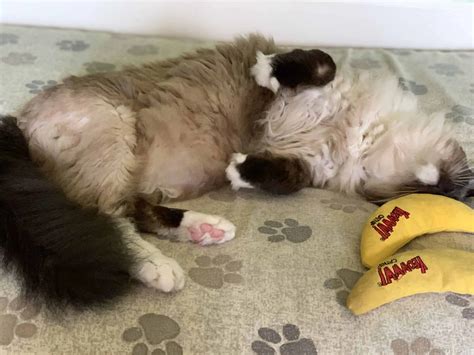 catnip craze the science behind a feline aphrodisiac floppycats™