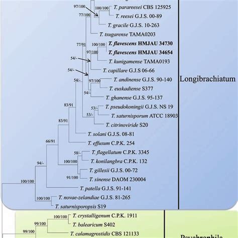 strict consensus tree resulting from a maximum parsimony analysis
