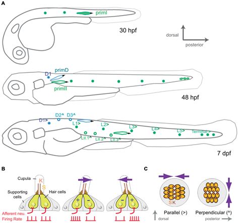 Frontiers Developmental And Architectural Principles Of The Lateral Line Neural Map