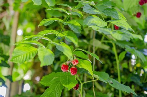 Raspberry Fruit Red Free Photo On Pixabay Pixabay