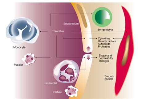 Thrombin Signalling And Protease Activated Receptors Nature