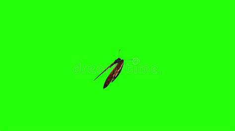 realistic butterfly animation on green screen seamless loop stock