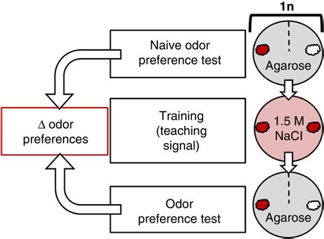Learning And Memory In Drosophila Larvae