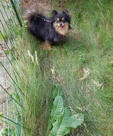 Продава Померан Померан 12 месеца Женско Чистокръвно Кучета продава София Зоомаркет