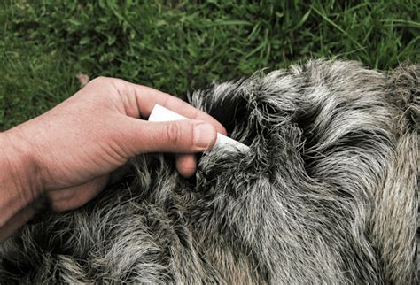 Can pet fleas live on human hair? - Itch Pet | Itch Pet