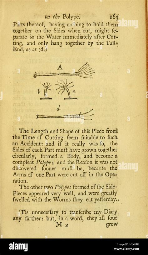 This Work Explores The Natural History Of The Polype Focusing On Its