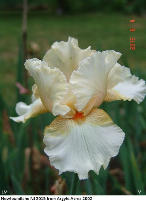 About Time Historic Iris Preservation Society