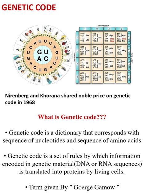 Genetic Code Pdf Genetic Code Gene