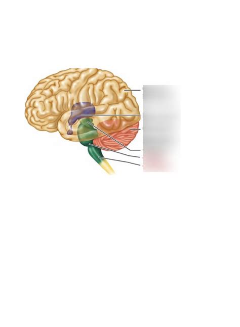 Brain Diagram Quizlet