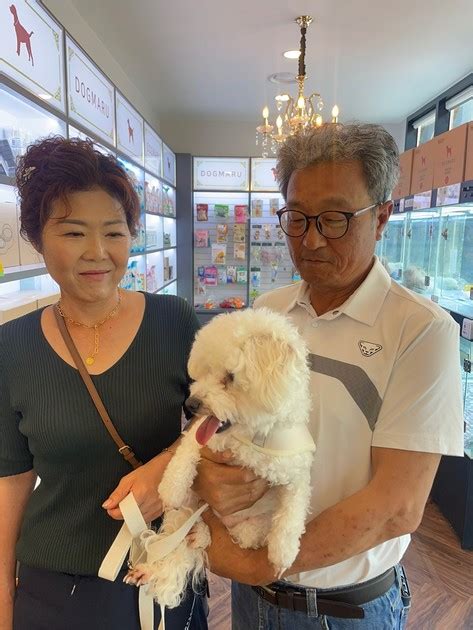 비숑프리제 뽀또 소형강아지종류 브숏 말티슈 푸들성격 꼬똥드툴레아분양 브리더분양 작은강아지 털없는강아지 회색푸들 타이니푸들 키우기쉬운강아지 믹스견종류 풍산개분양 잭러셀테리어