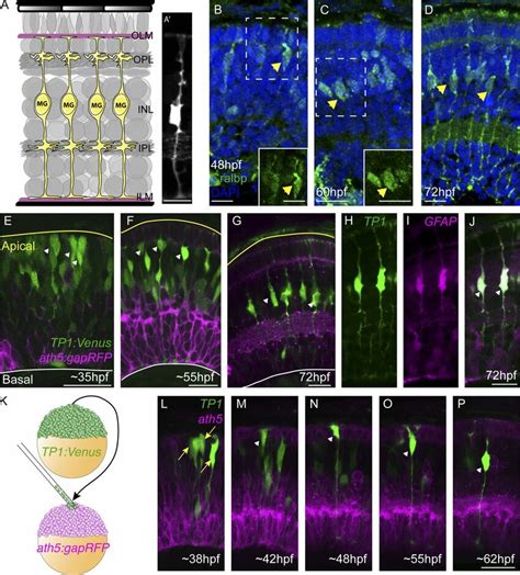 Notch Signaling Is Active In The Nascent And Mature Mg In The