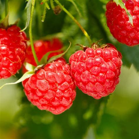 Cheap Fast Growing Trees Raspberry Bushes Heritage Everbearing