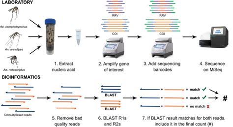 Effective Mosquito And Arbovirus Surveillance Using Metabarcoding Abstract Europe Pmc