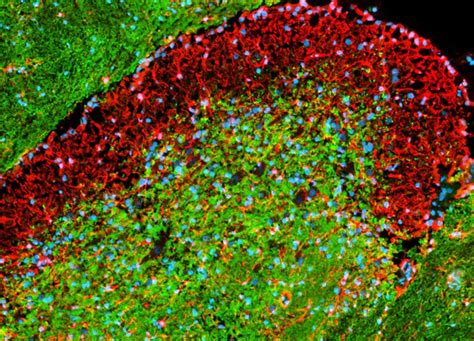 Immunofluorescently Labeled Myelin And Astroglia In A Sagittal Section