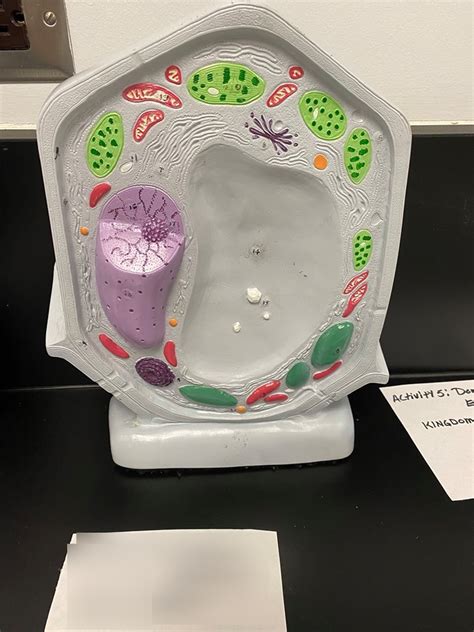 Plant Cell Diagram Quizlet