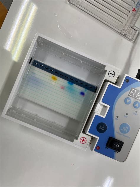 전기영동 실험결과 분석 지식in