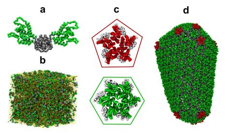 Cg Model Of Hiv 1 Ca Dimer And Cgmd Simulation Setup A Overlay Of A