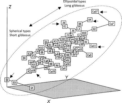 Minimum Spanning Tree Of The Contemporary And Fossil Nuts Otus Of