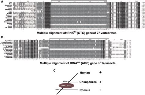 multiple sequence alignments showed trna insertions deletions indels