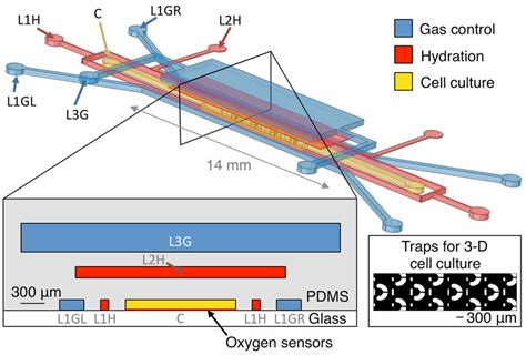 Oxygen Control Microfluidic Device Layout Showing 3 D And