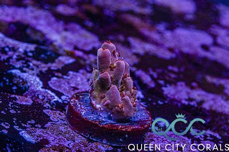 Qcc Raspberry Shortcake Acropora Wysiwyg Queen City Corals