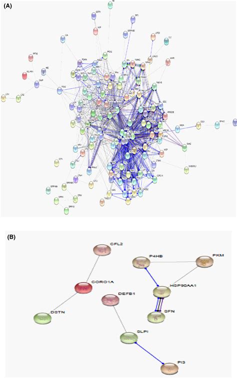 Protein Interaction Network Analysis By String A Of 132 Upregulated