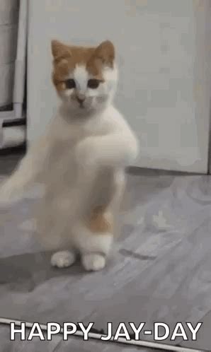 Happy Cat Meme S