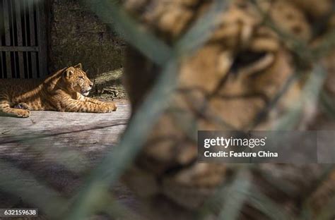 Tiger Lion Hybrid Photos And Premium High Res Pictures Getty Images