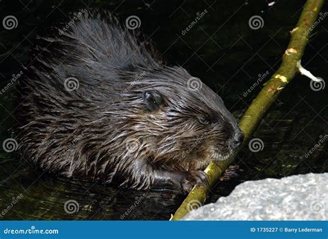 Beaver Eating Tree